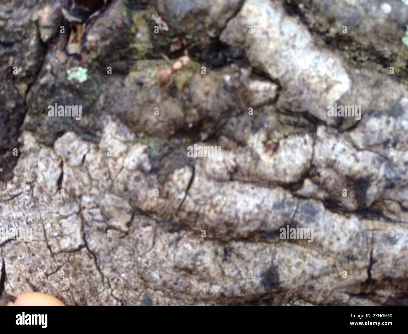 Northern Fungus-farming Ant (Trachymyrmex septentrionalis Stock Photo ...