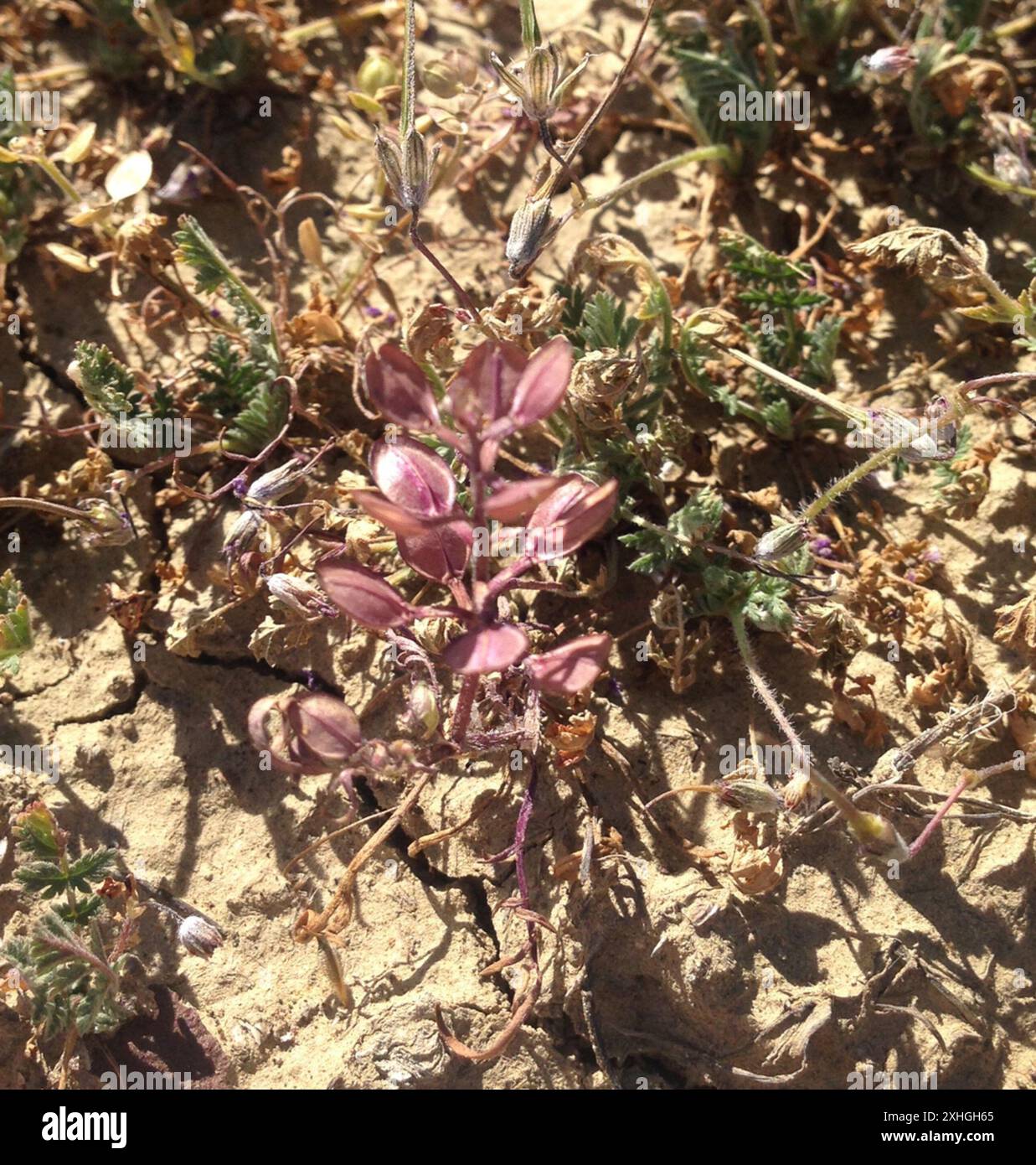 Shining Pepperweed (Lepidium nitidum Stock Photo - Alamy