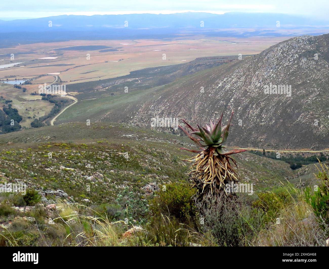 Cape Aloe (Aloe ferox Stock Photo - Alamy