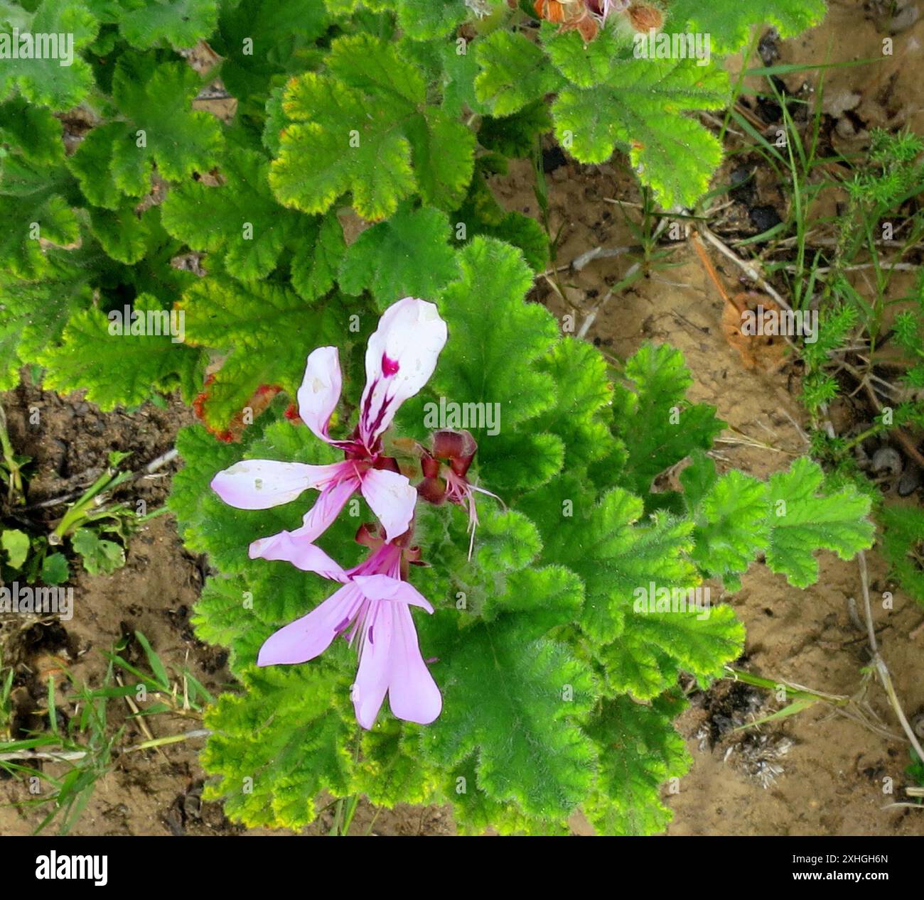 Oak leaved geranium hi-res stock photography and images - Alamy