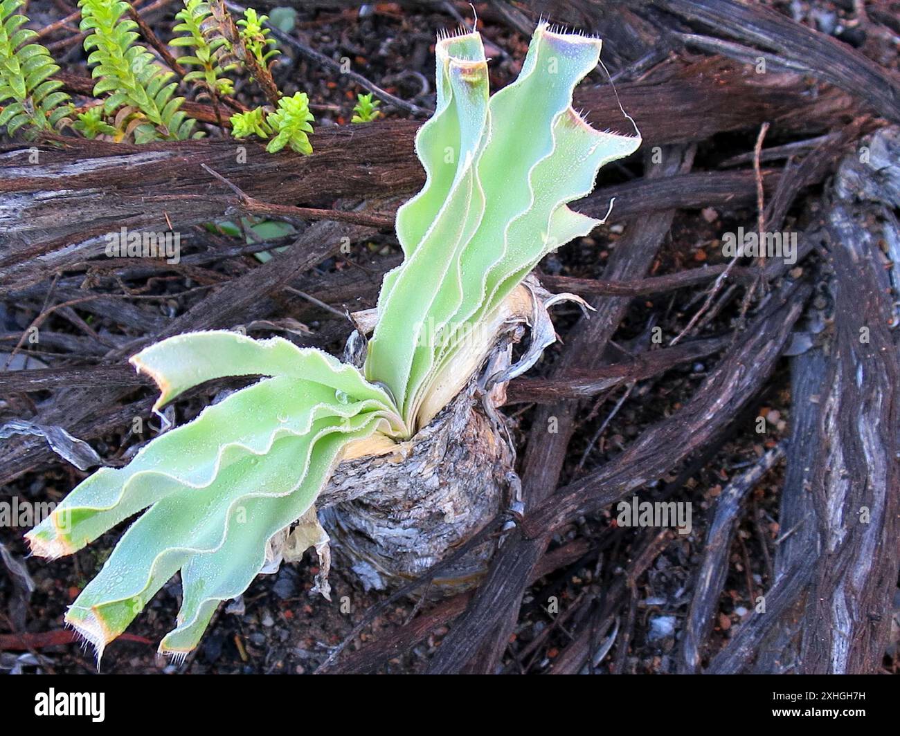 Poison-bulb (Boophone disticha Stock Photo - Alamy
