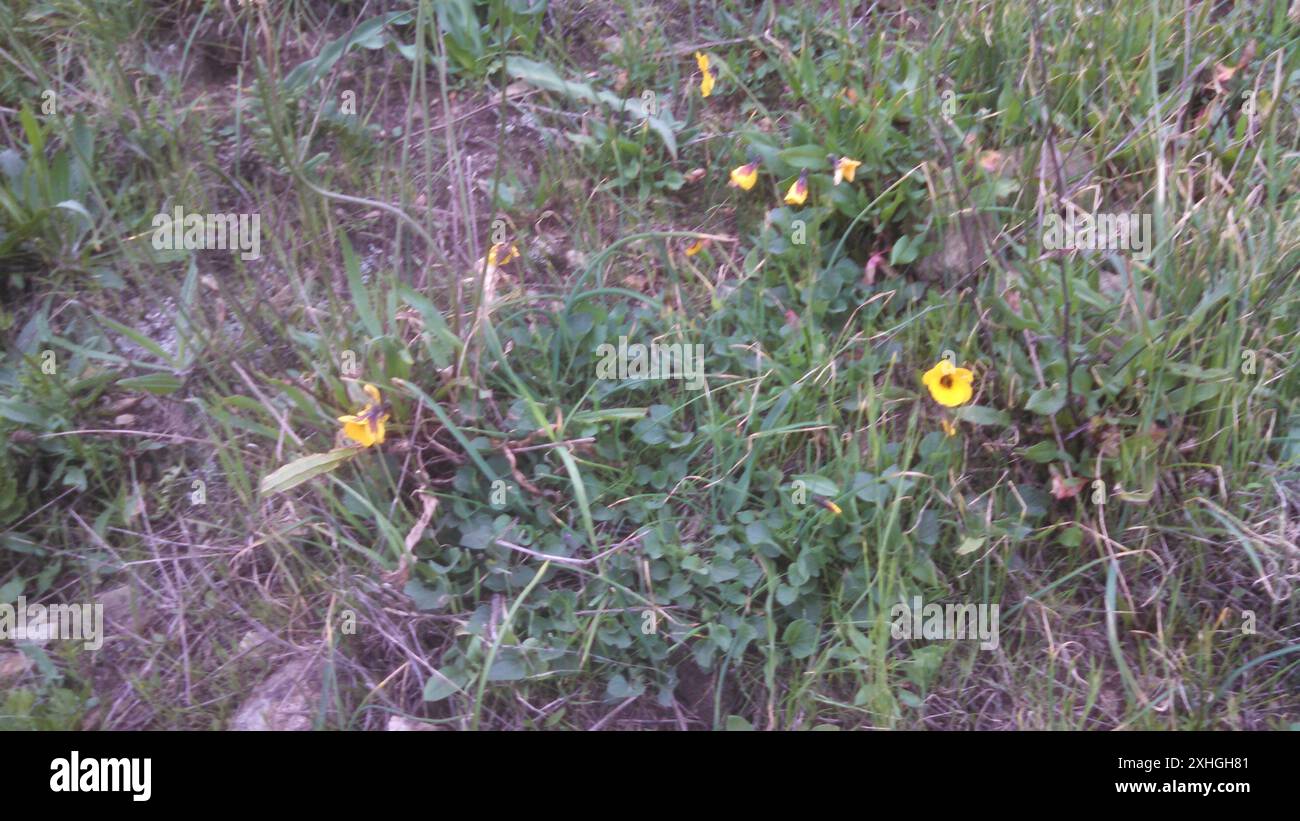 California Golden Violet (Viola pedunculata Stock Photo - Alamy