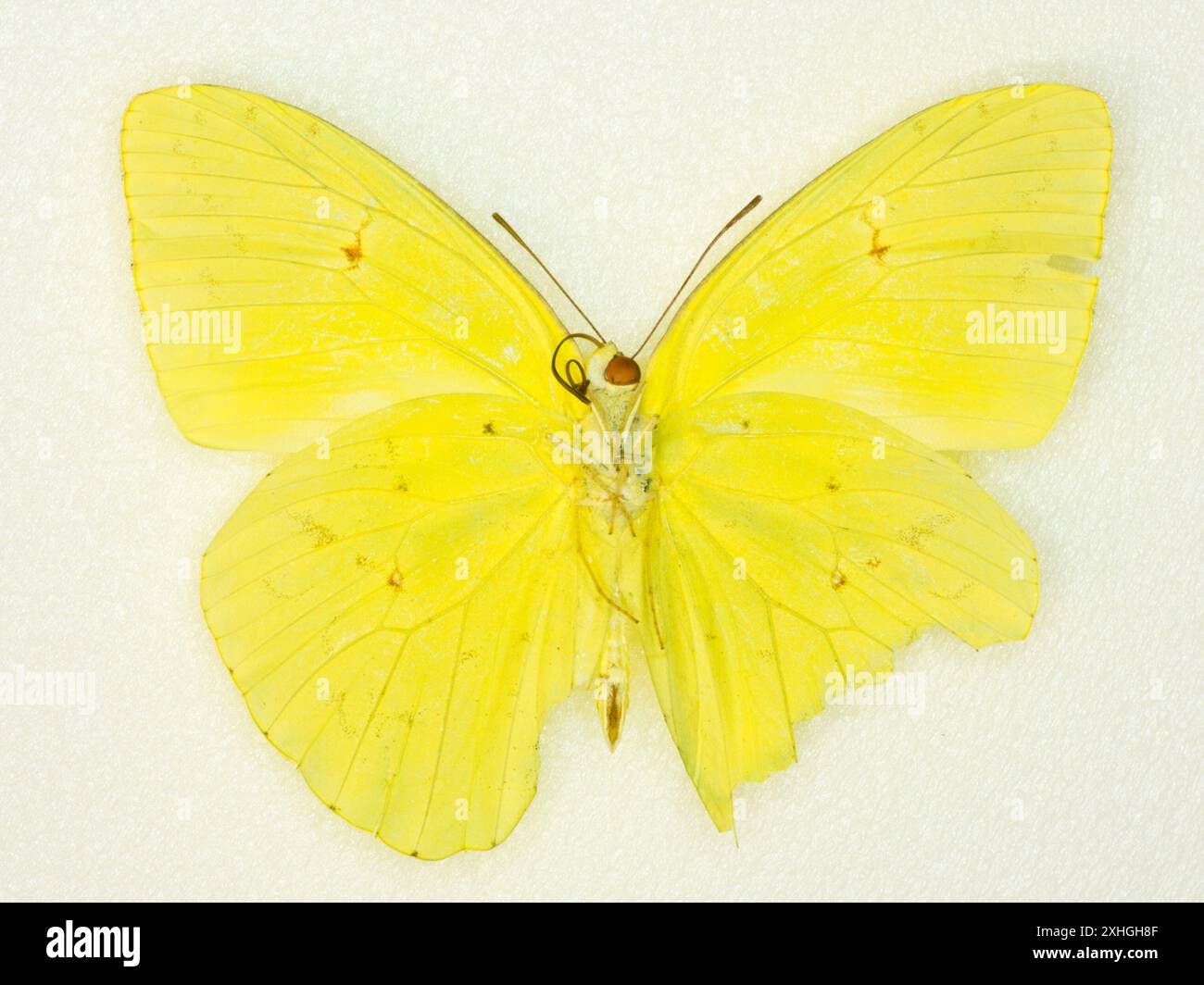 Marcellina hi-res stock photography and images - Alamy