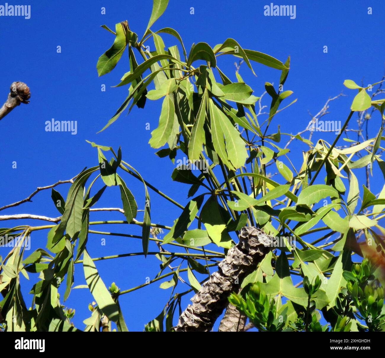 Cabbage tree (Cussonia spicata Stock Photo - Alamy
