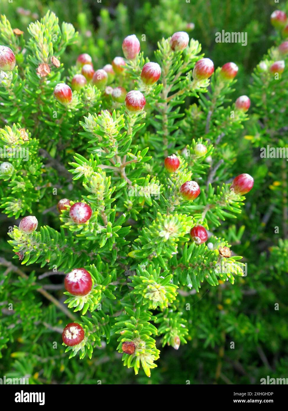 Phylica ericoides hi-res stock photography and images - Alamy