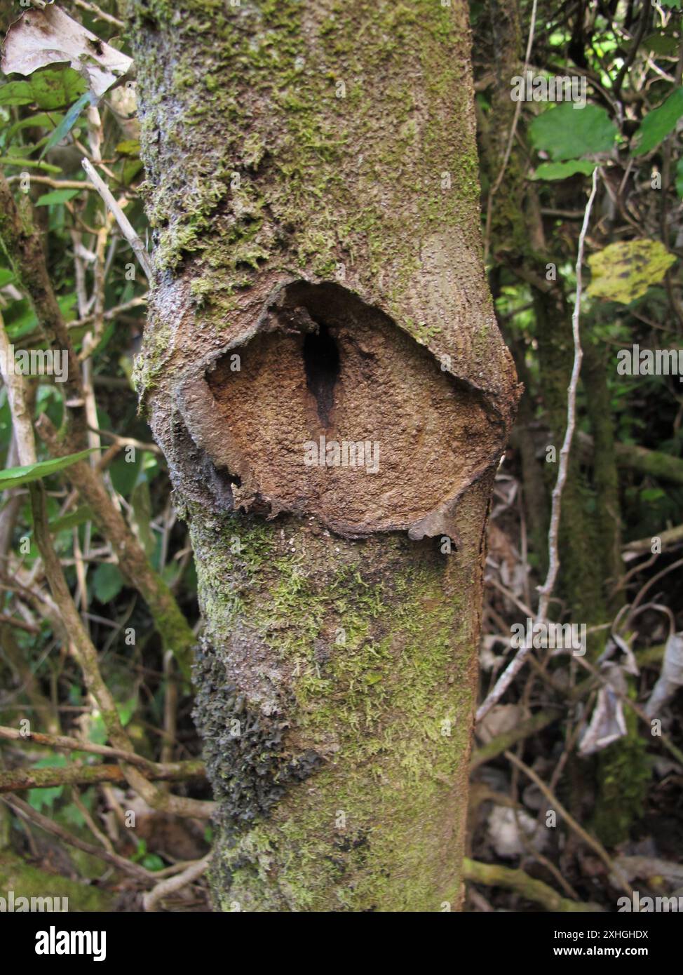 Puriri moth hi-res stock photography and images - Alamy