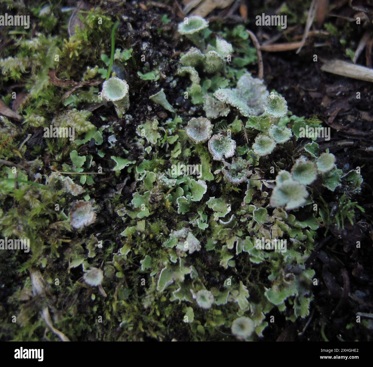 pixie cup and reindeer lichens (Cladonia Stock Photo - Alamy