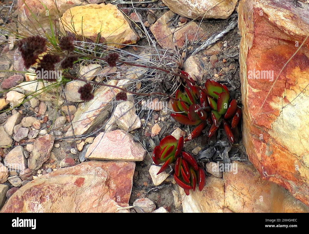 Redpurple Stonecrop (Crassula atropurpurea atropurpurea Stock Photo - Alamy