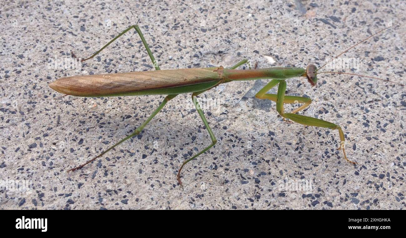 Chinese Mantis (Tenodera sinensis Stock Photo - Alamy