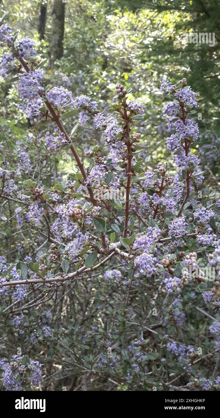 Buckbrush (Ceanothus cuneatus Stock Photo - Alamy