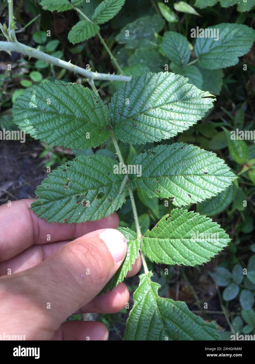 Common Bramble (Rubus apetalus Stock Photo - Alamy