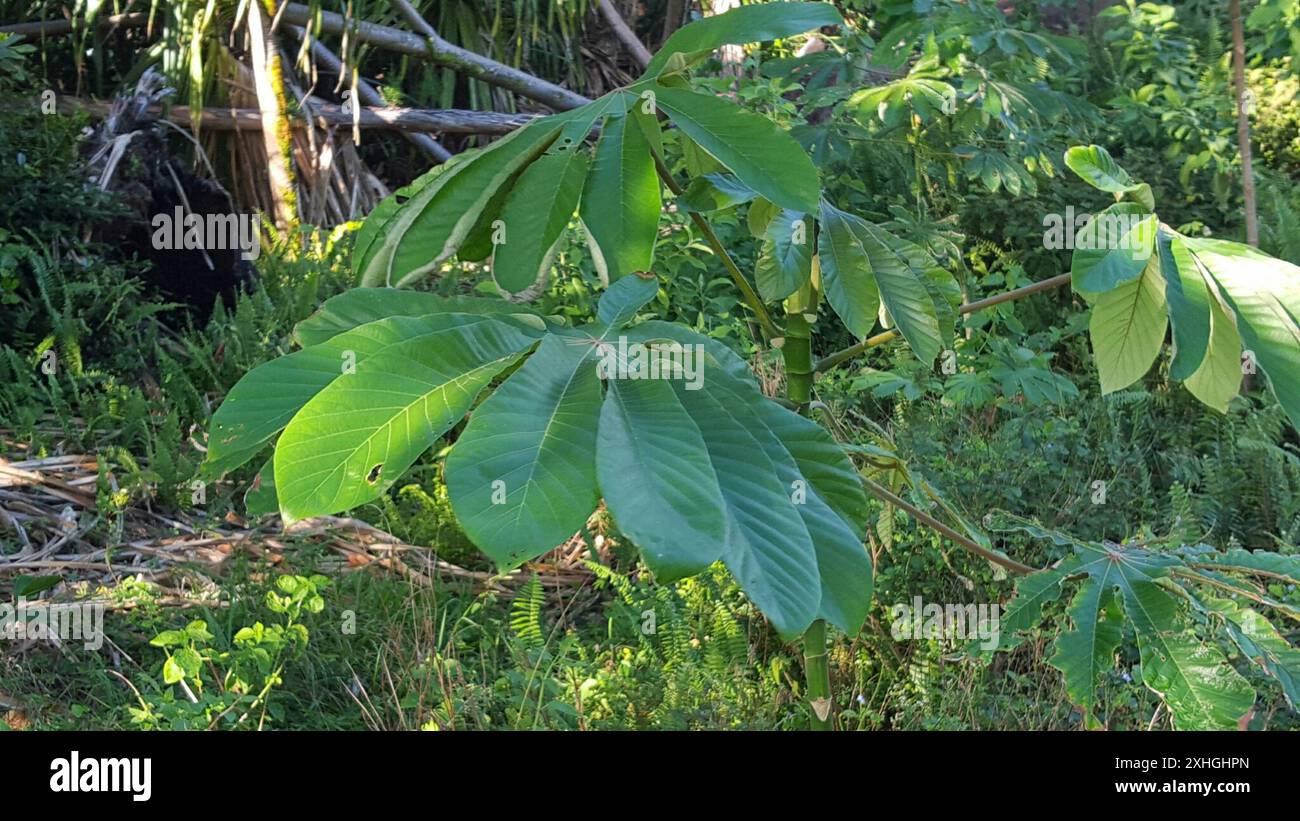 trumpet-tree (Cecropia obtusifolia Stock Photo - Alamy