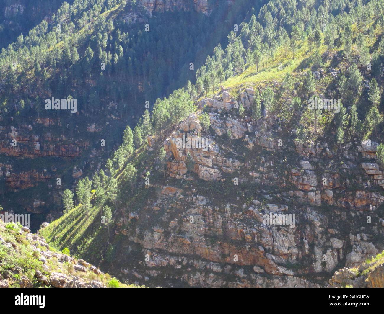 maritime pine (Pinus pinaster Stock Photo - Alamy