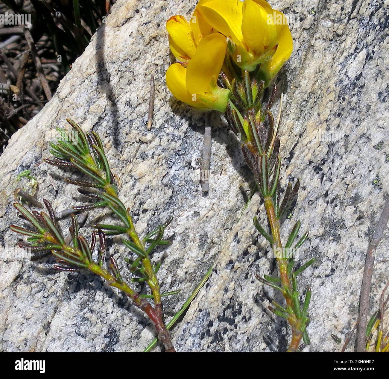 Cyclopia hi-res stock photography and images - Alamy