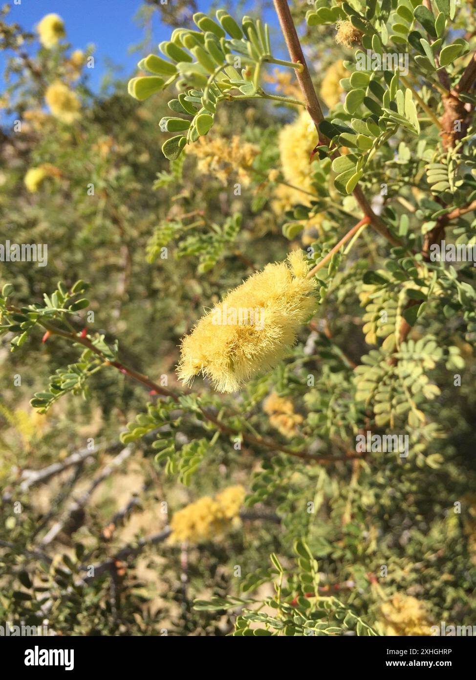 Senegalia greggii hi-res stock photography and images - Alamy