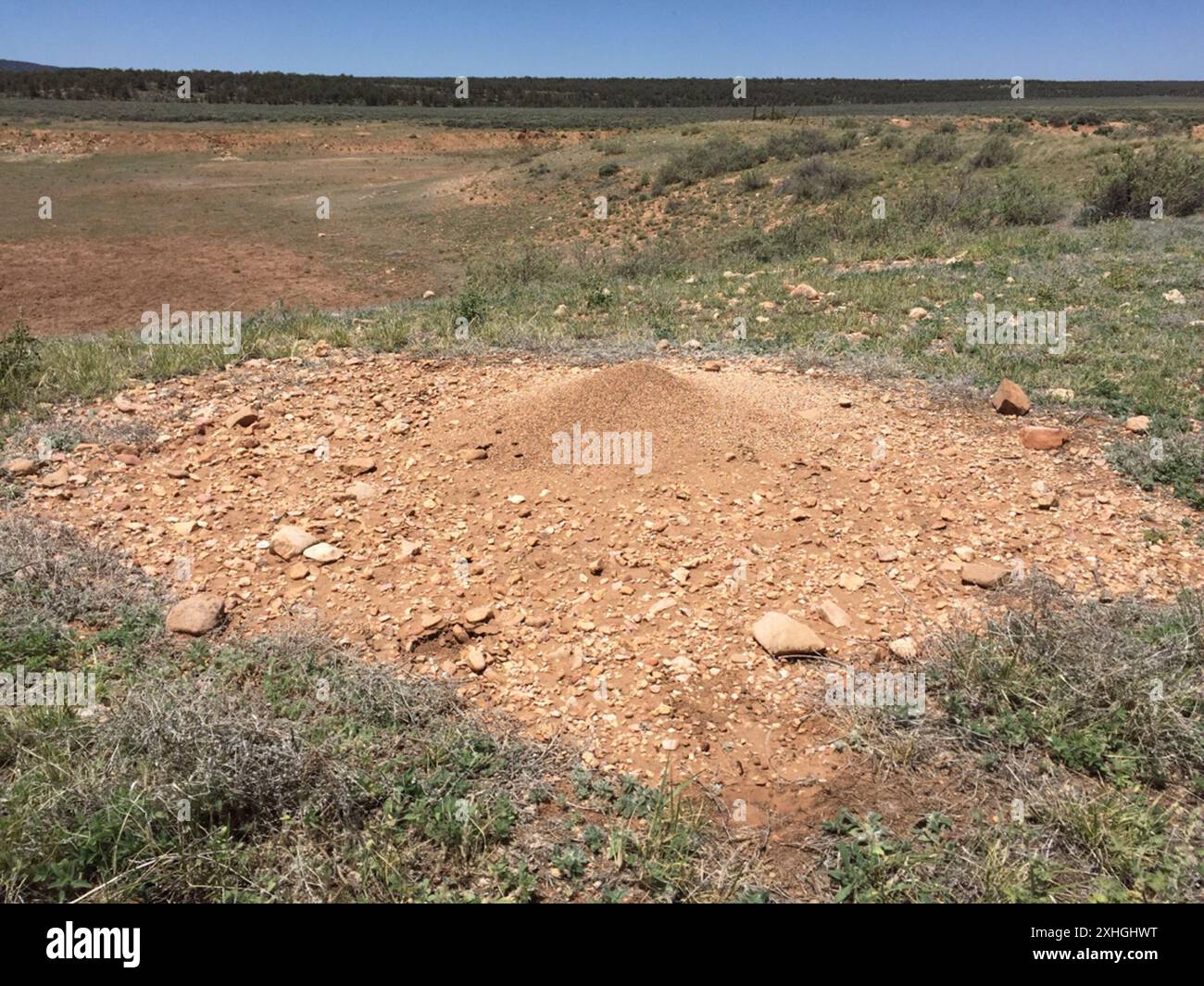 Western Harvester Ant (Pogonomyrmex occidentalis Stock Photo - Alamy
