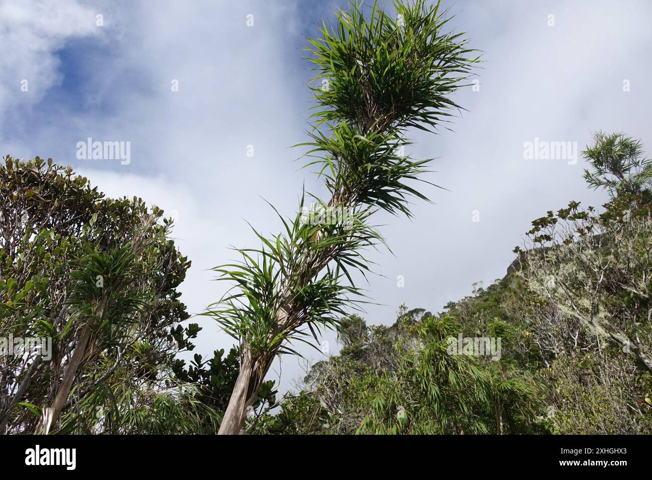 Yushania hi-res stock photography and images - Alamy
