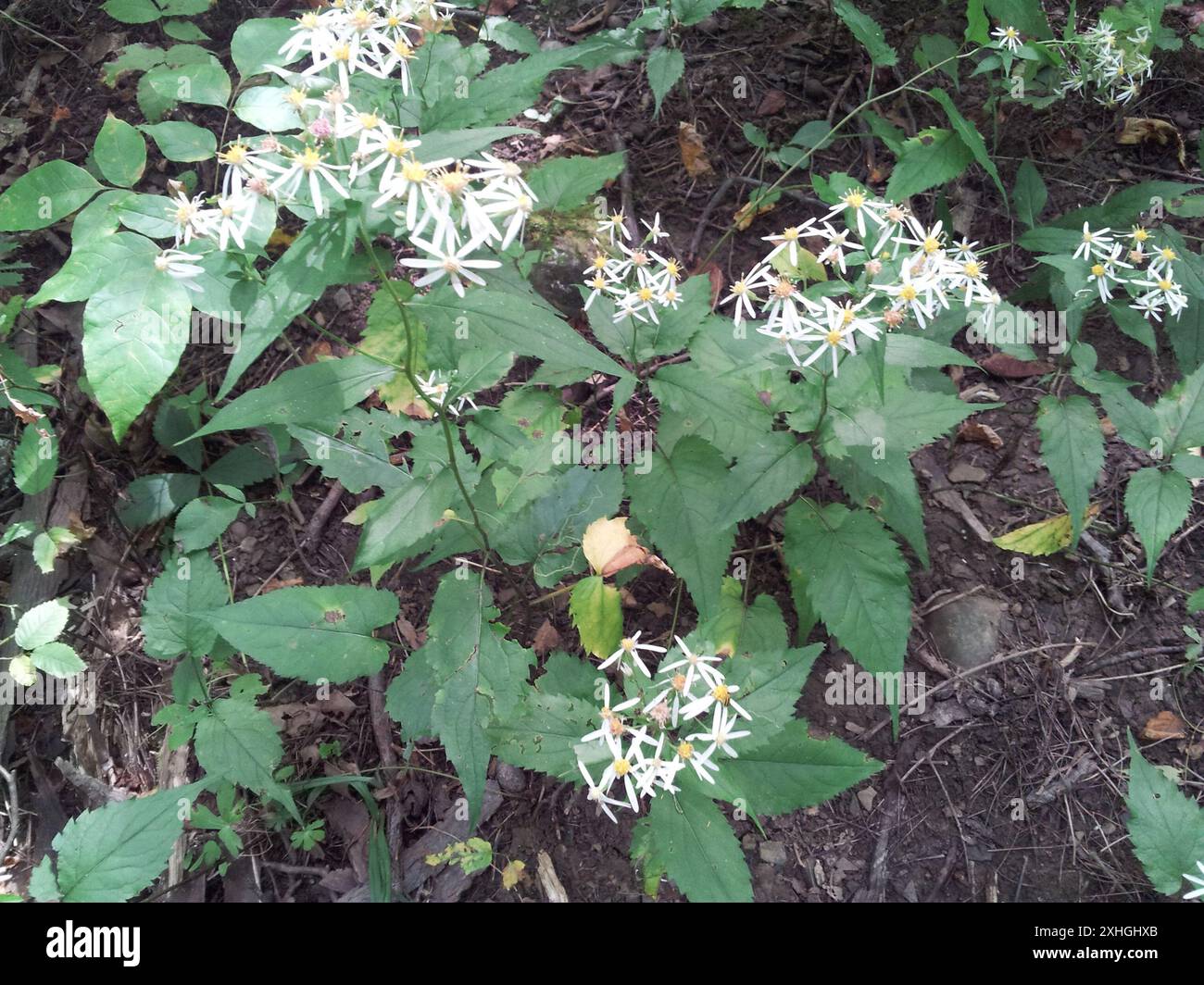 White Wood Aster (Eurybia divaricata Stock Photo - Alamy