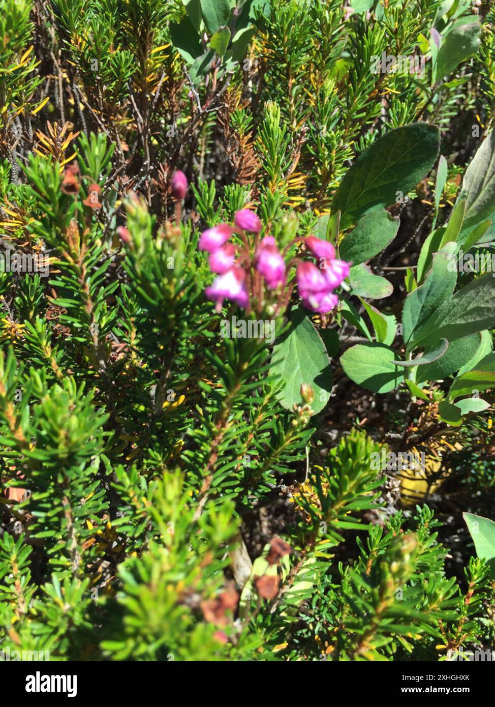 pink mountainheath (Phyllodoce empetriformis Stock Photo - Alamy