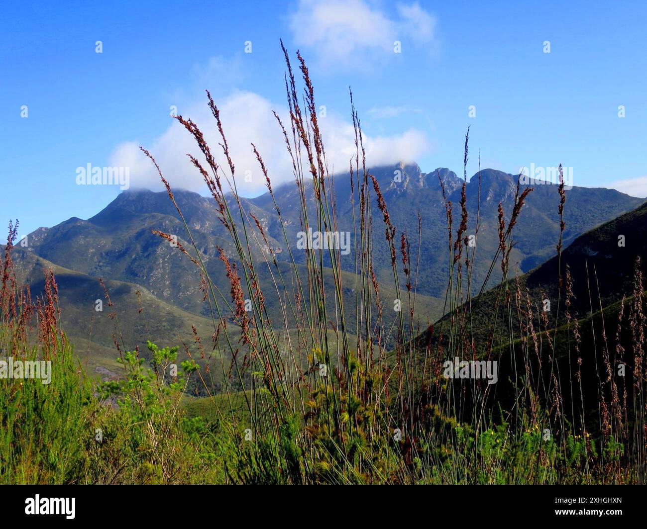 Tall Elephantreed (Rhodocoma gigantea Stock Photo - Alamy