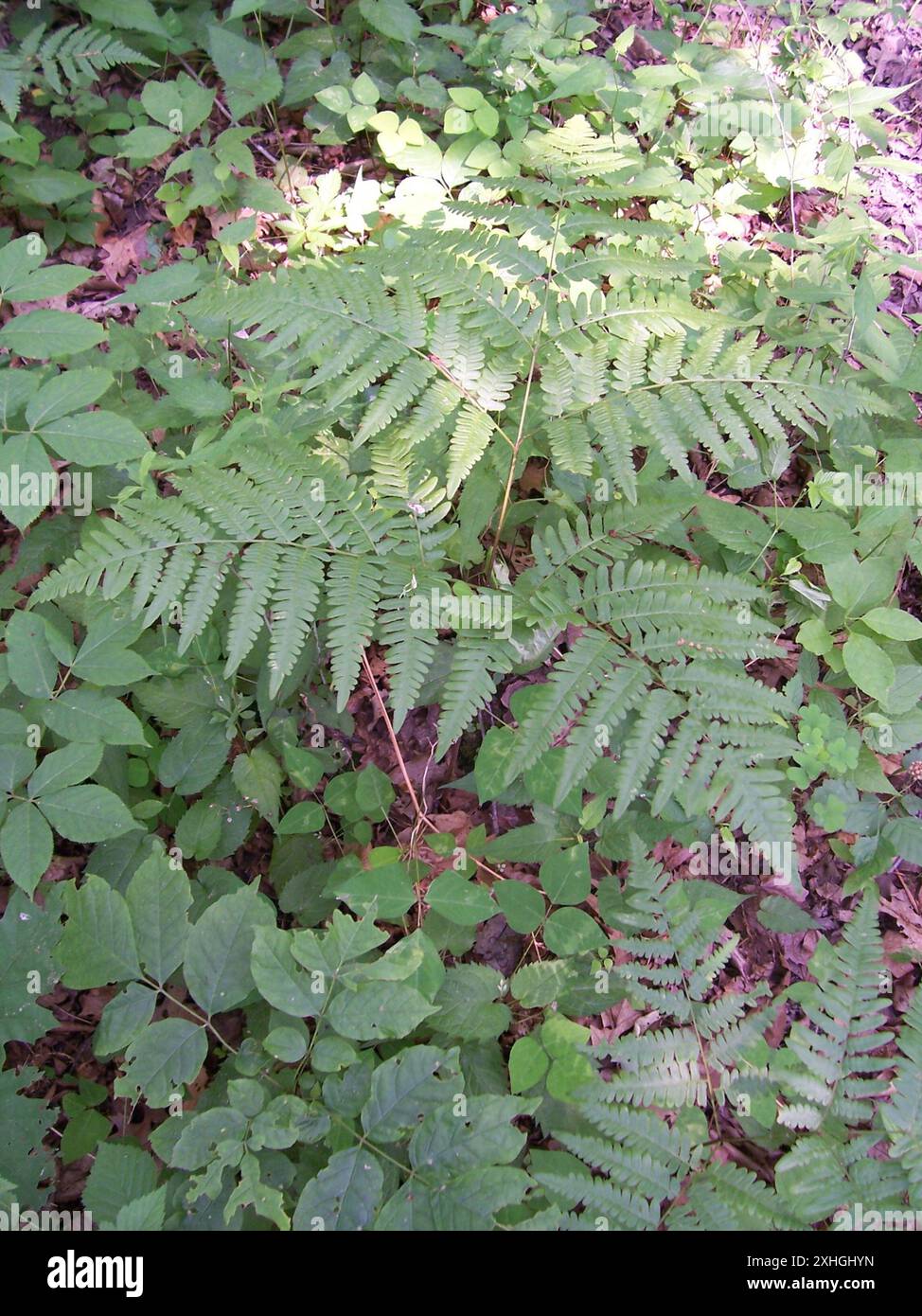 eagle fern (Pteridium aquilinum latiusculum Stock Photo - Alamy