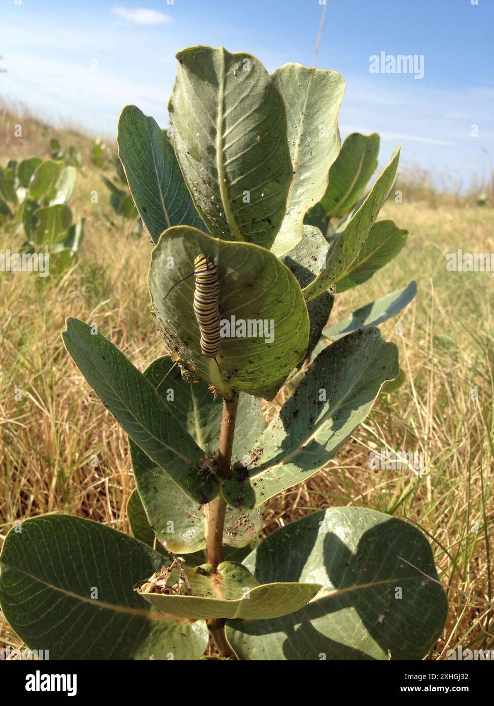 broadleaf milkweed (Asclepias latifolia Stock Photo - Alamy