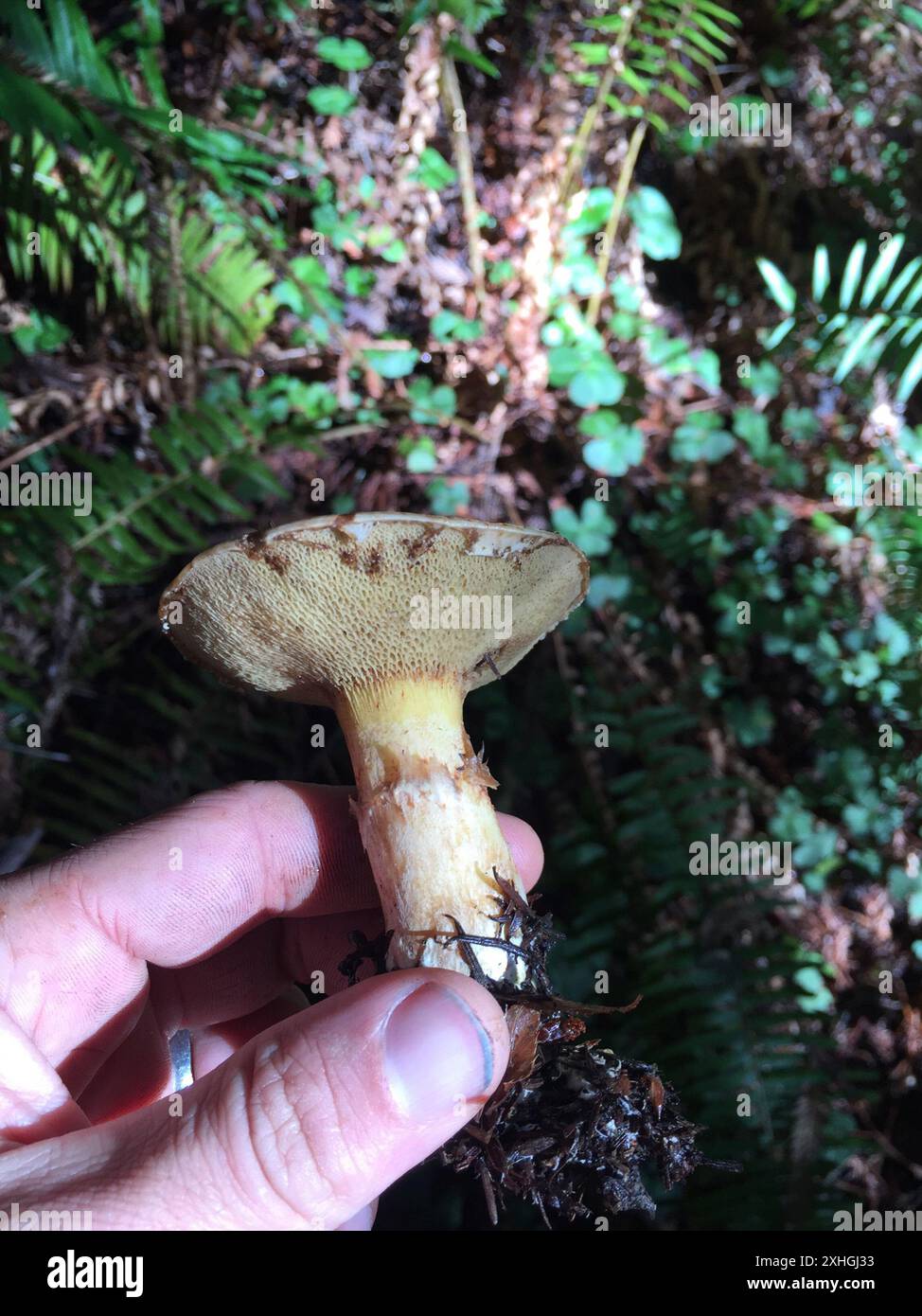 Fat Jack (Suillus caerulescens Stock Photo - Alamy