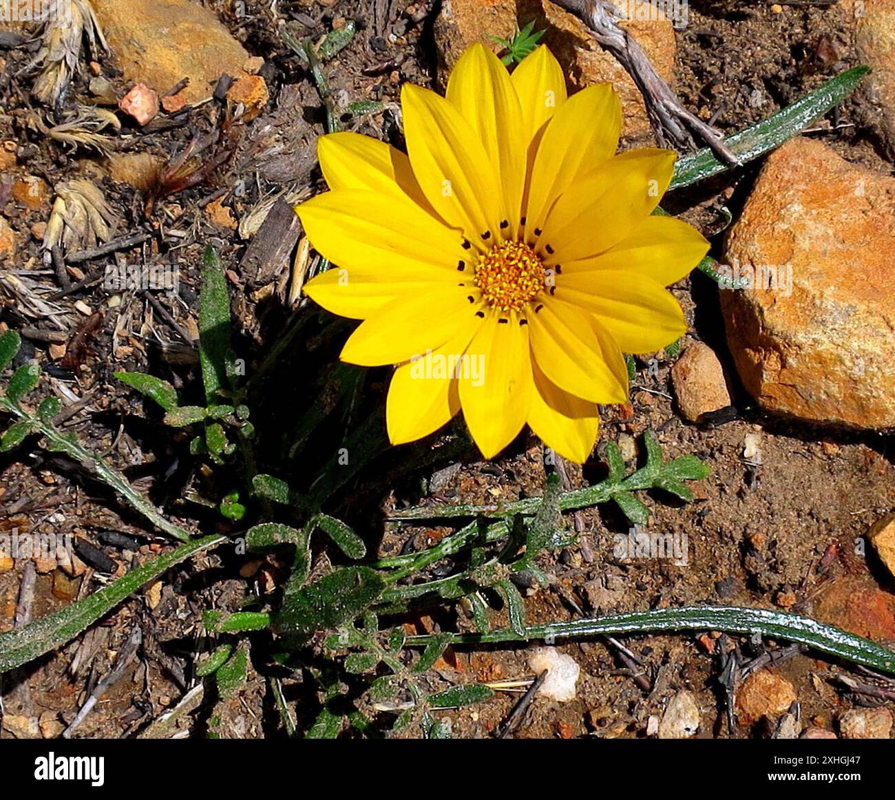 Butter Flower (Gazania krebsiana krebsiana Stock Photo - Alamy