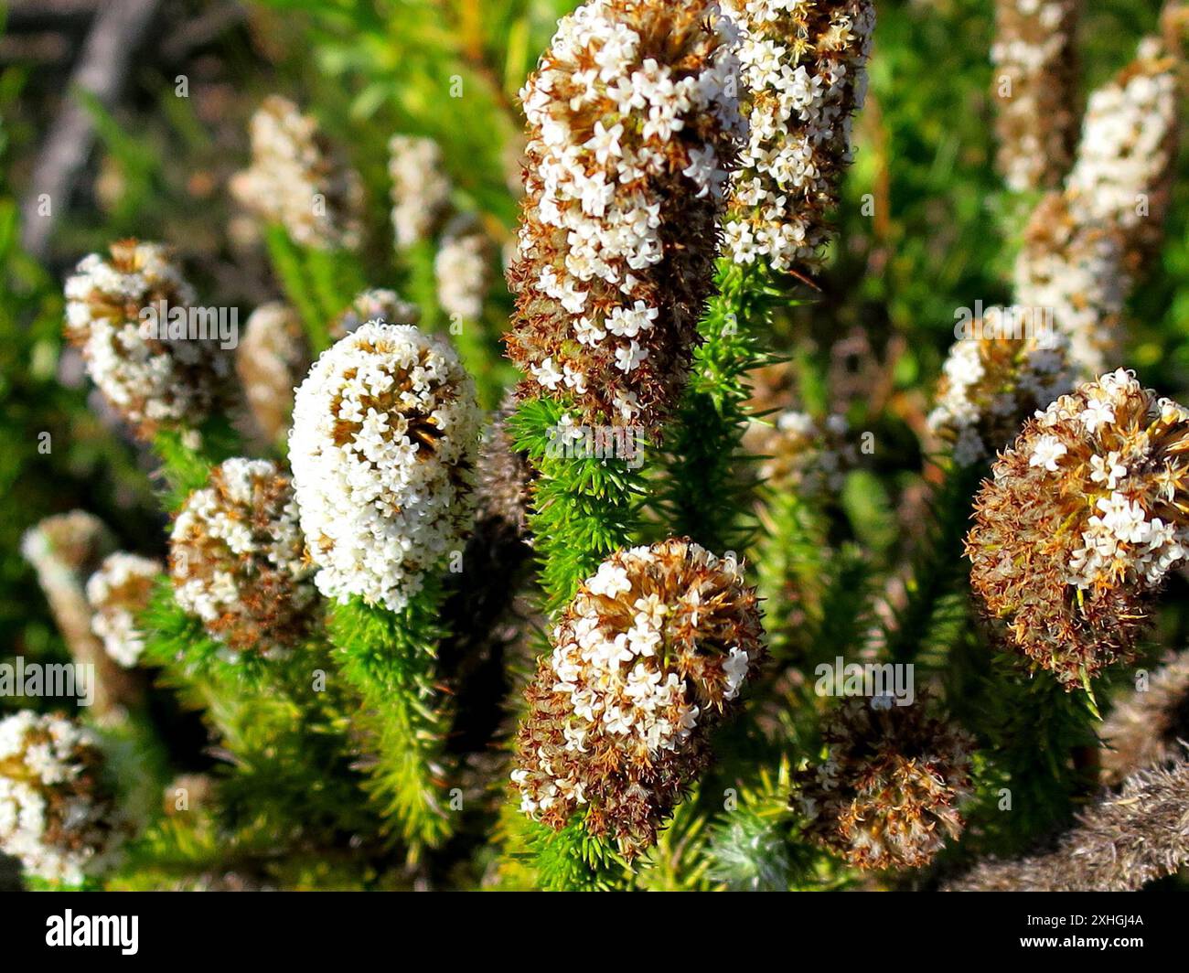 Foxy Slangbos (Stoebe alopecuroides Stock Photo - Alamy