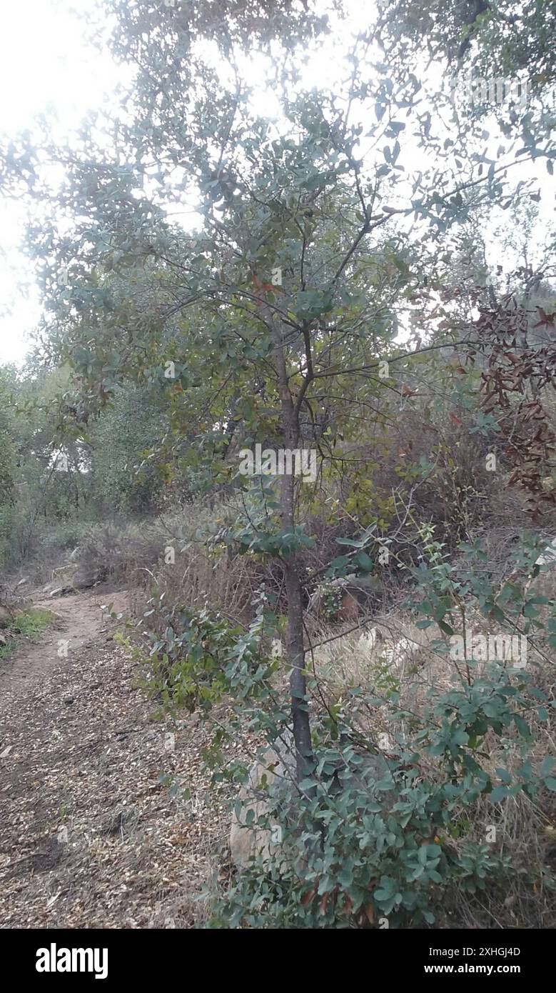 Engelmann oak (Quercus engelmannii Stock Photo - Alamy