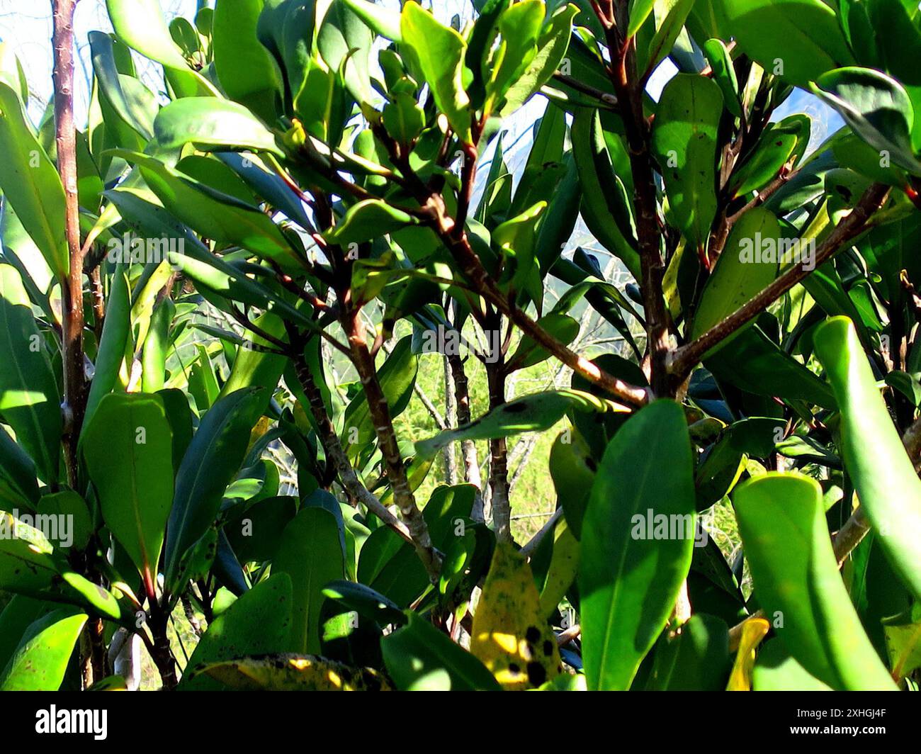 Cape beech (Rapanea melanophloeos Stock Photo - Alamy