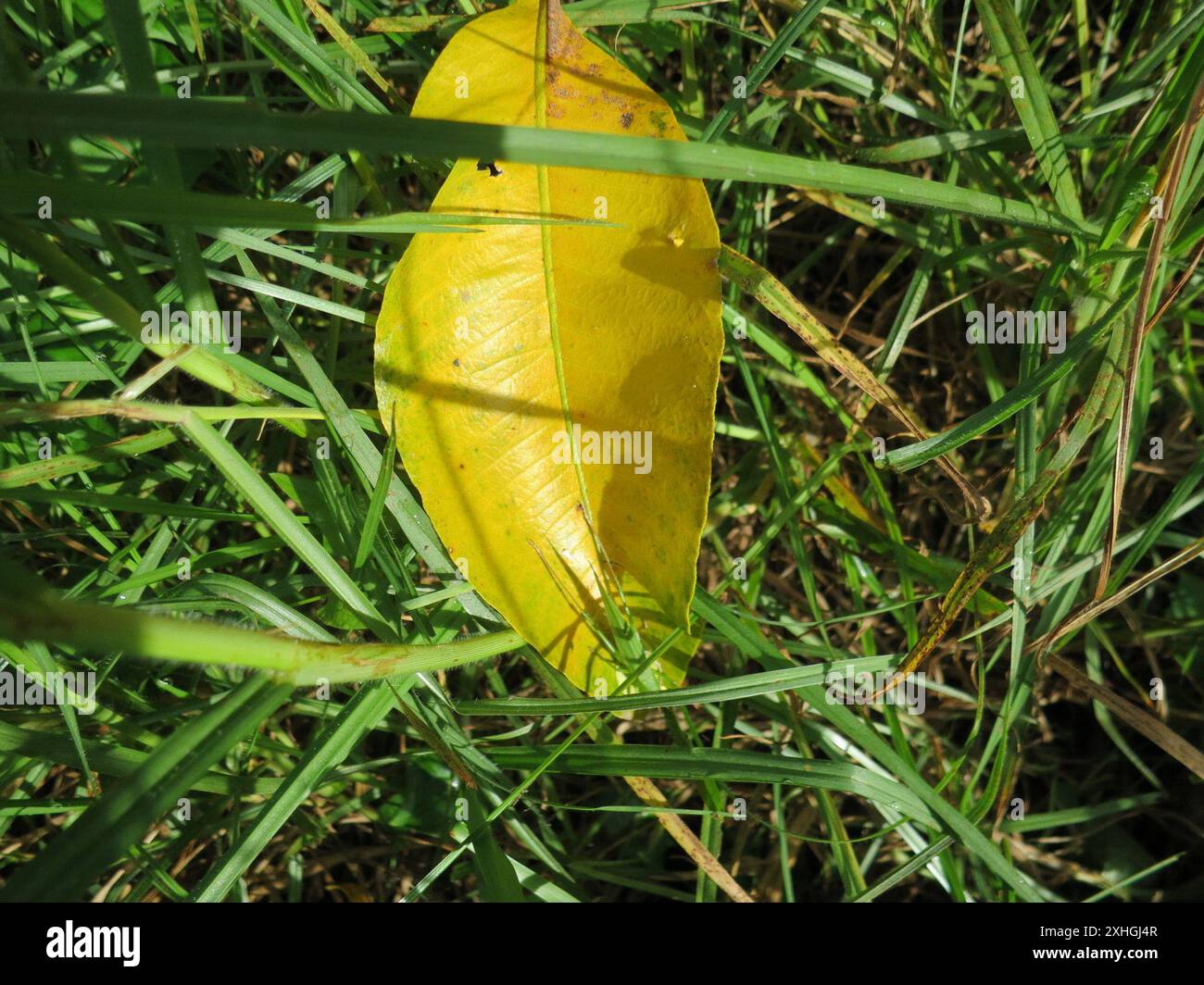 Cape Chestnut (Calodendrum capense Stock Photo - Alamy