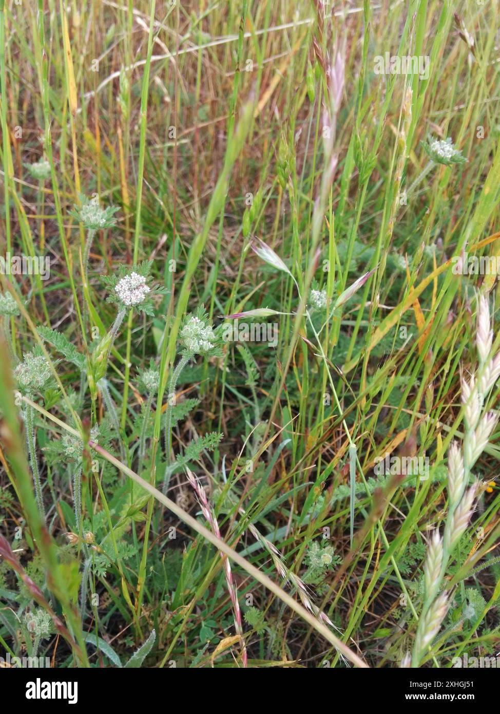 American wild carrot (Daucus pusillus Stock Photo - Alamy