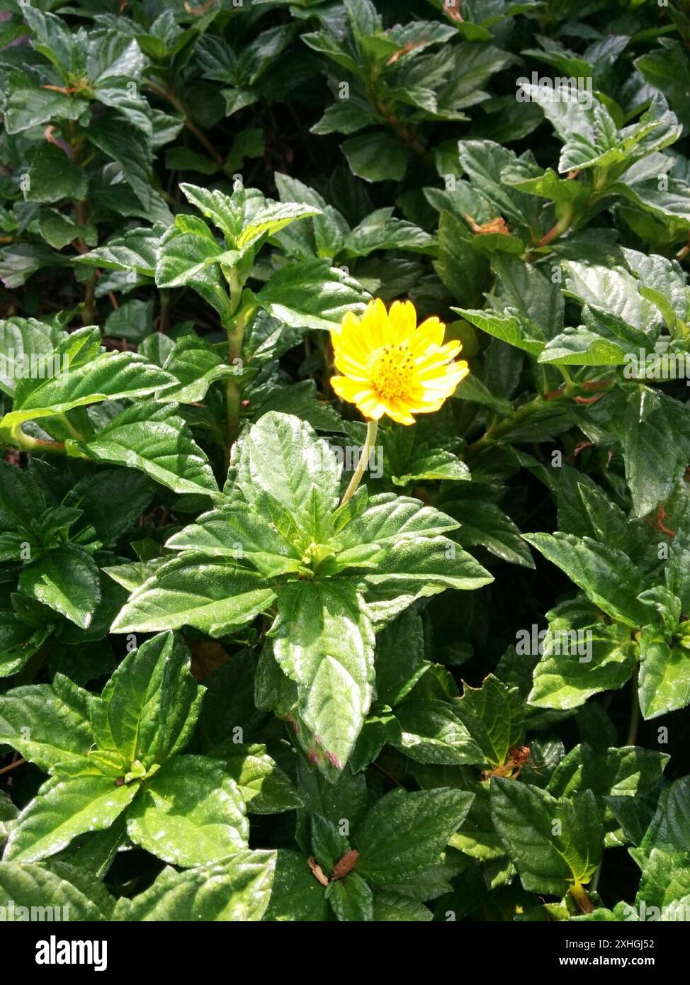 trailing daisy (Sphagneticola trilobata Stock Photo - Alamy