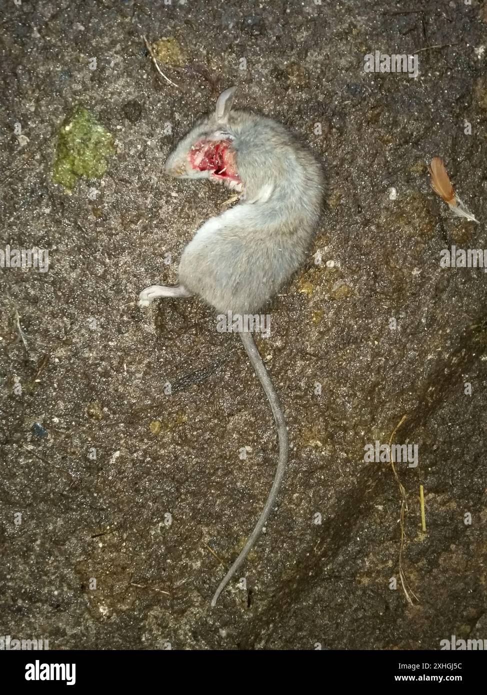 Black Rat (Rattus rattus Stock Photo - Alamy