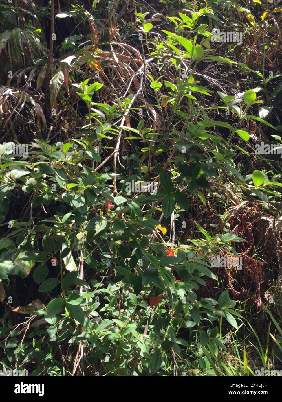 Glory bush (Pleroma urvilleanum Stock Photo - Alamy