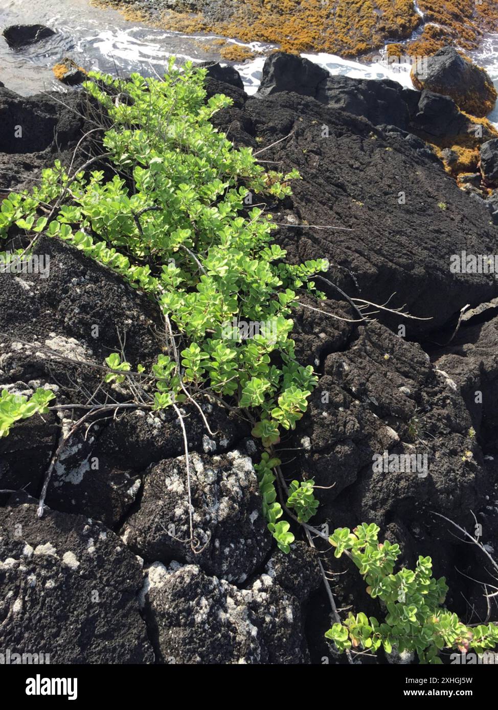 Beach vitex hi-res stock photography and images - Alamy