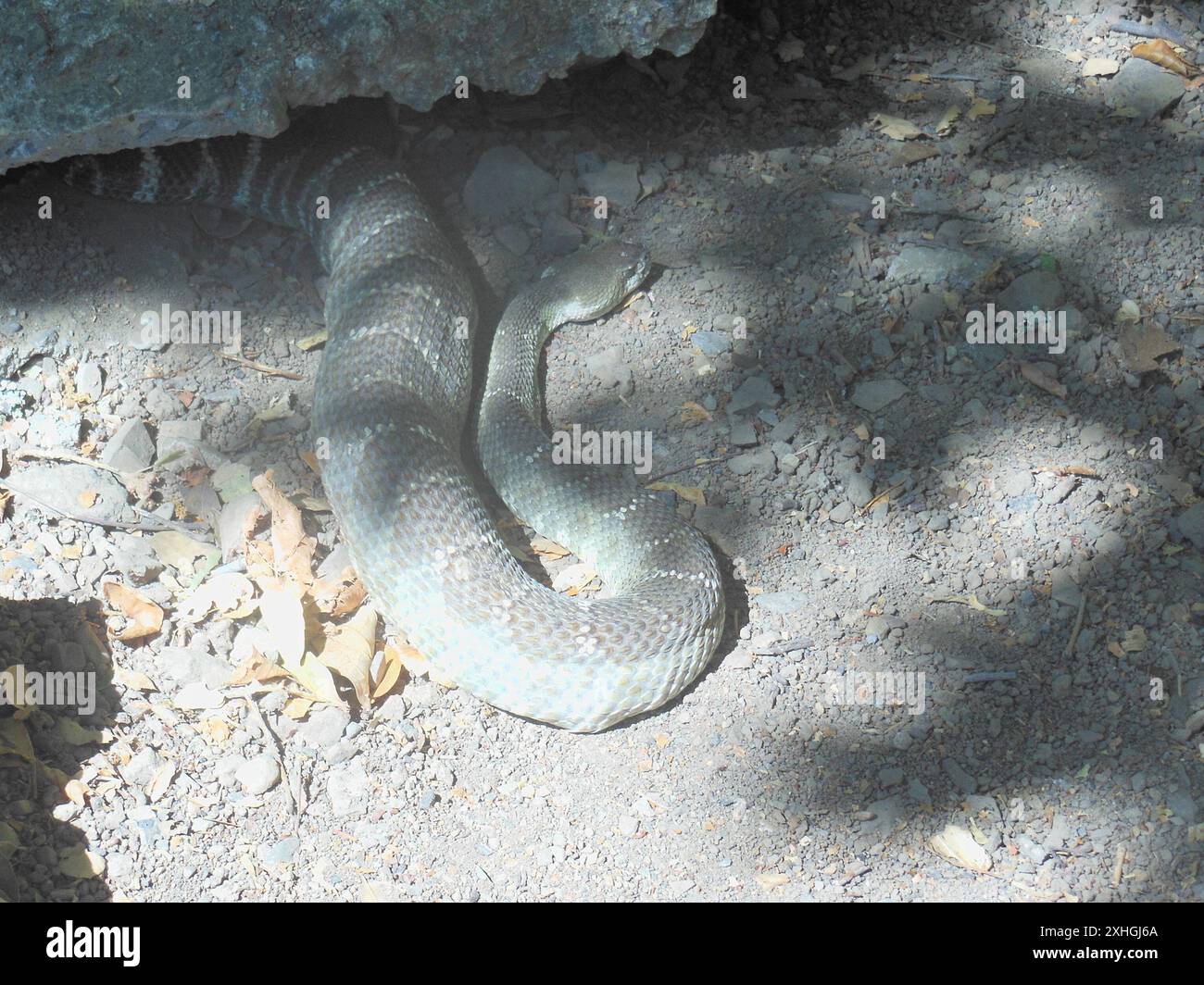 Northern Pacific Rattlesnake (Crotalus oreganus oreganus Stock Photo ...
