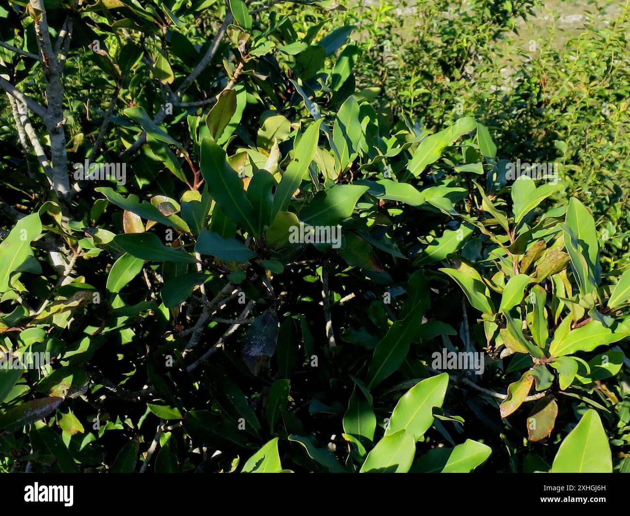 Cape beech (Rapanea melanophloeos Stock Photo - Alamy