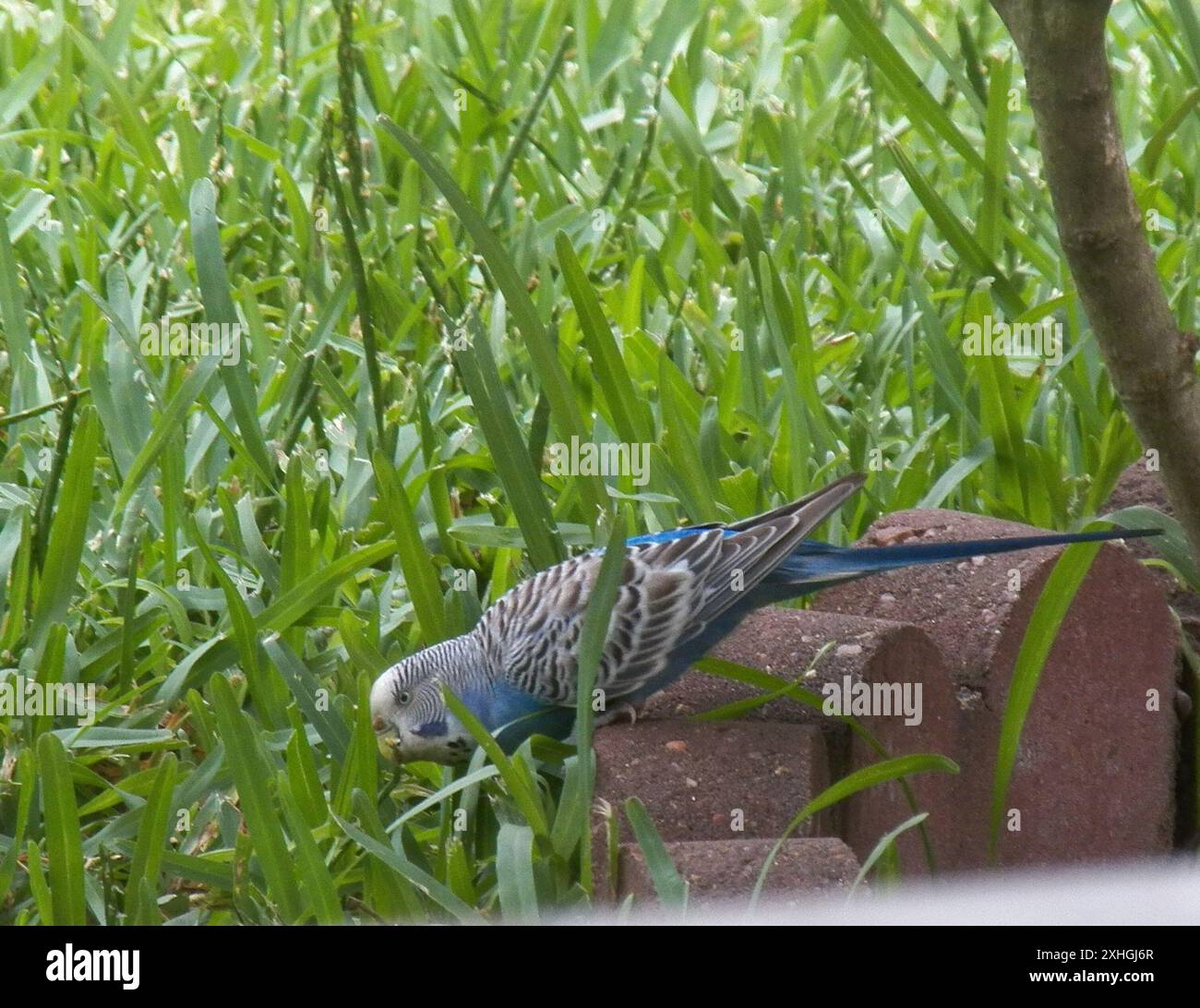 Domestic Budgerigar (Melopsittacus undulatus domesticus Stock Photo - Alamy