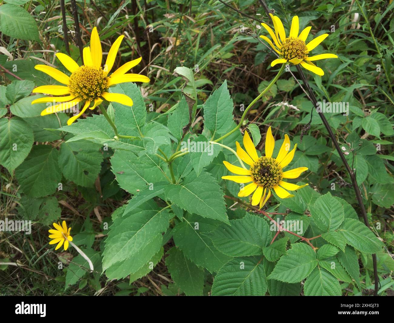false sunflower (Heliopsis helianthoides Stock Photo - Alamy