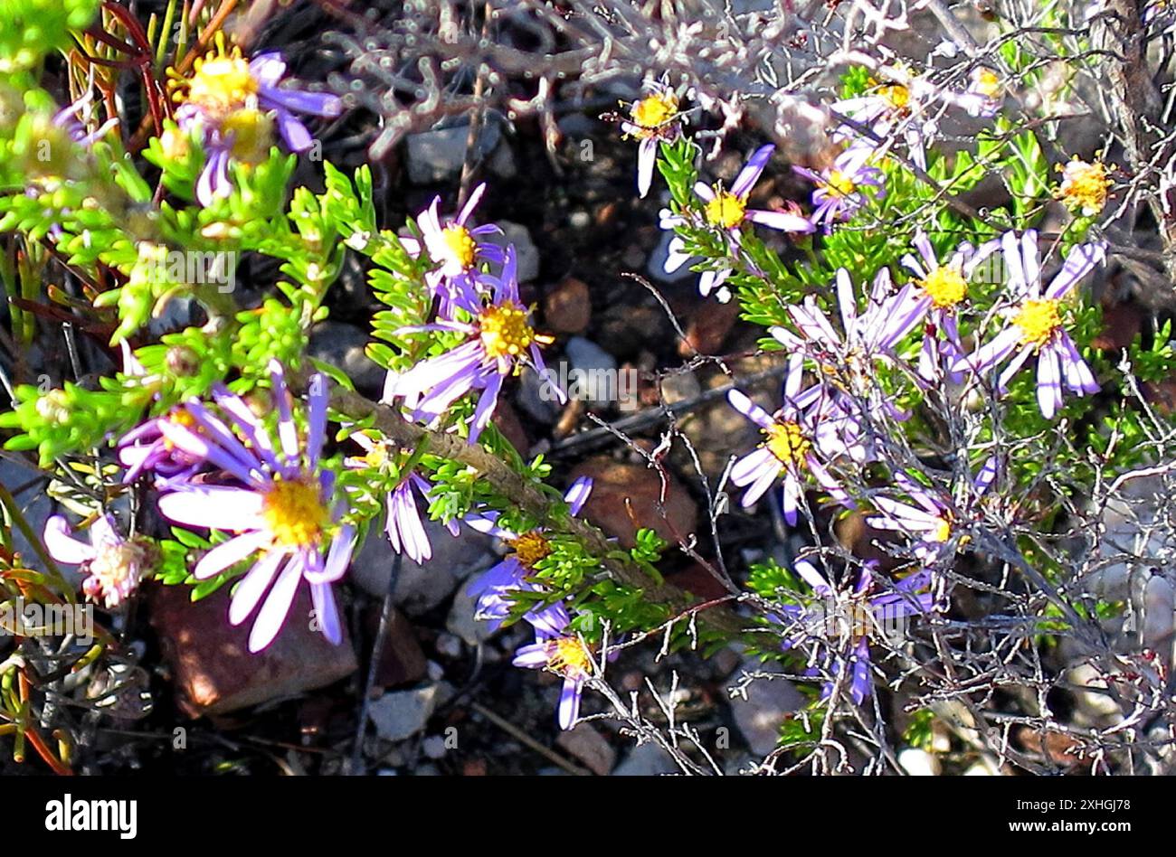 Common Fine Felicia (Felicia filifolia filifolia Stock Photo - Alamy