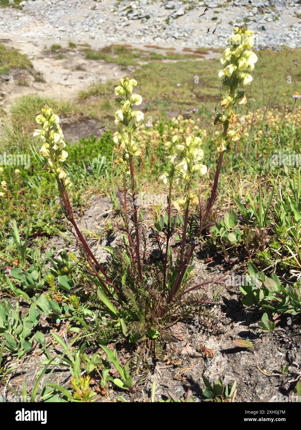 curved-beak lousewort (Pedicularis contorta Stock Photo - Alamy