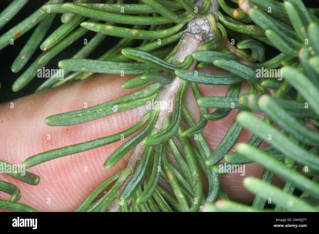 red fir (Abies magnifica Stock Photo - Alamy