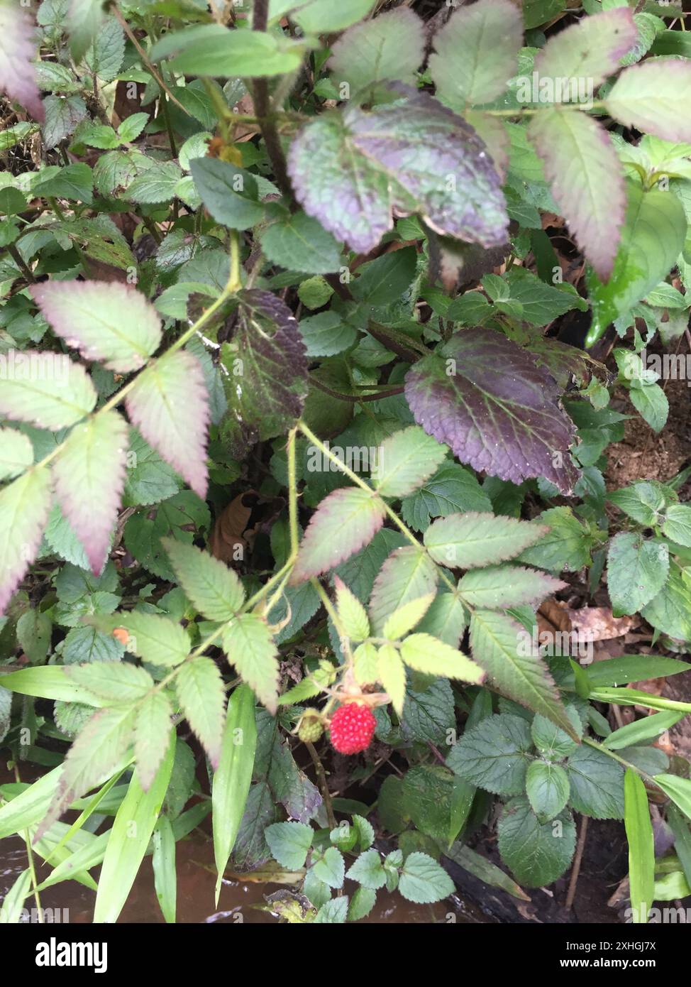 Rubus rosifolius hi-res stock photography and images - Alamy