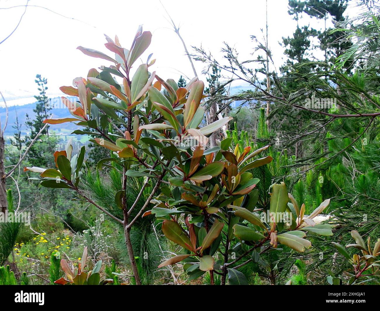 Cape beech (Rapanea melanophloeos Stock Photo - Alamy