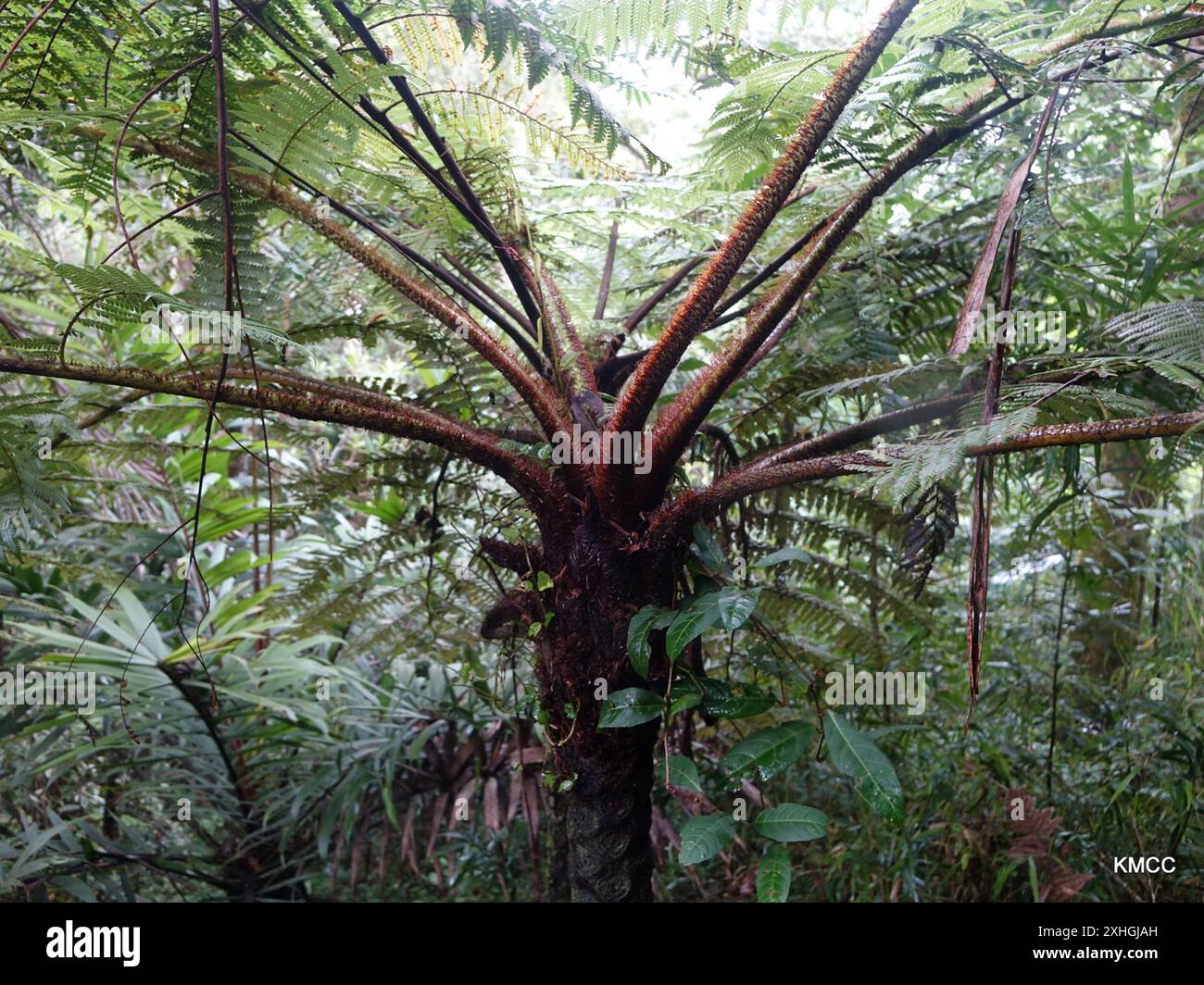 scaly tree ferns (Cyathea Stock Photo - Alamy