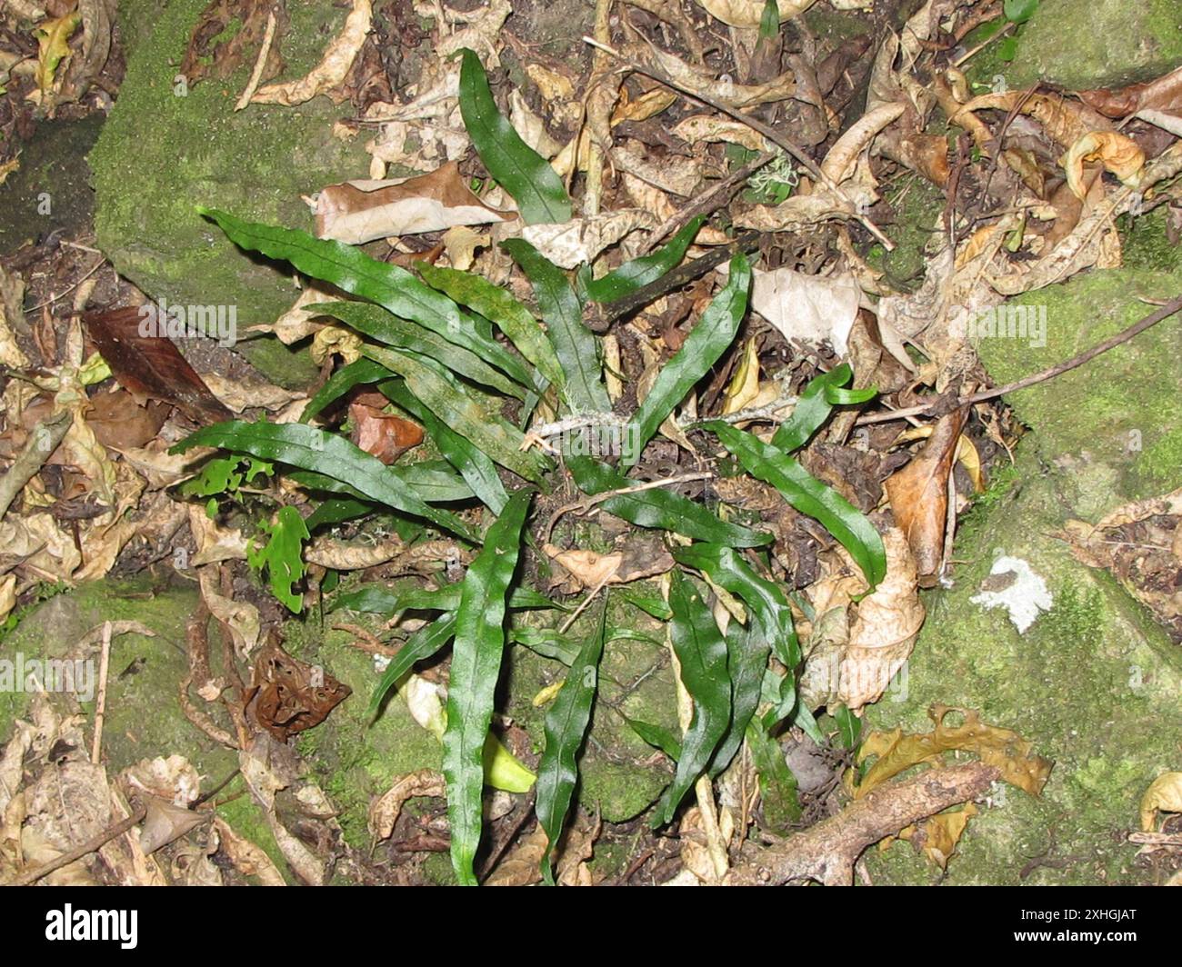 Fragrant Fern (Microsorum scandens Stock Photo - Alamy