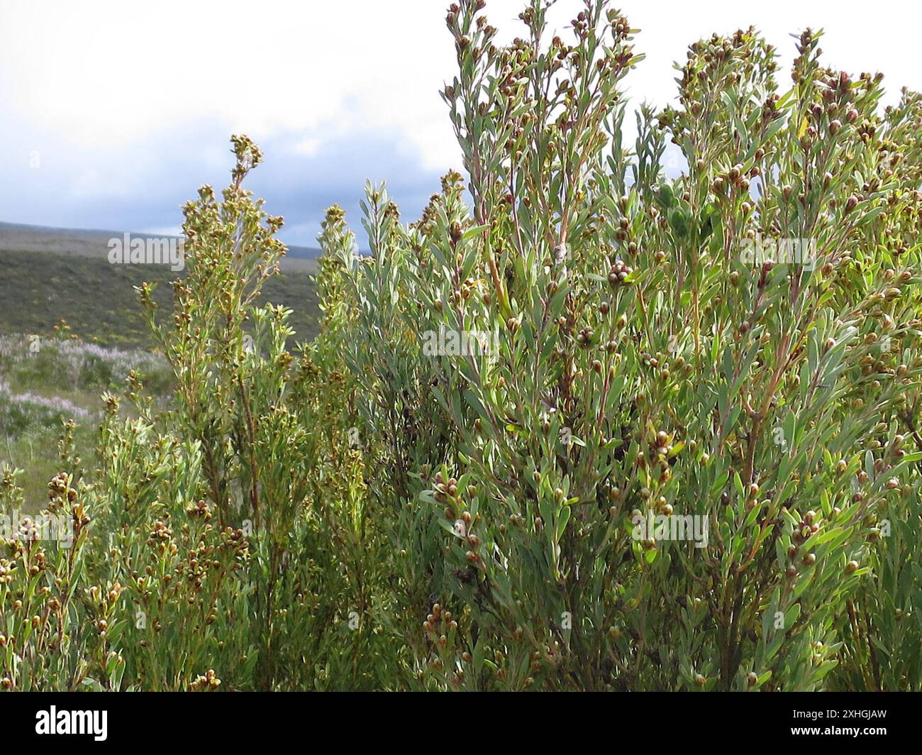 Spinning-top Conebush (Leucadendron rubrum Stock Photo - Alamy