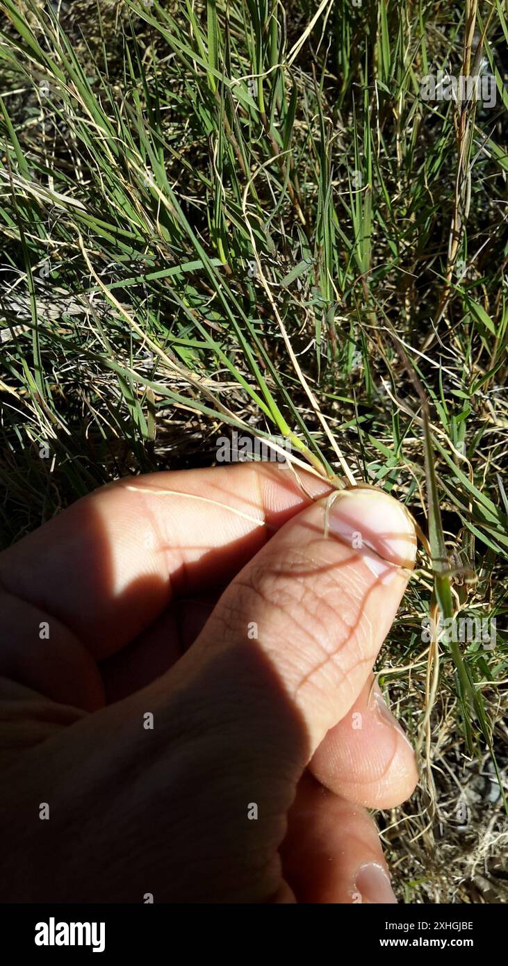Saltgrass (Distichlis spicata Stock Photo - Alamy
